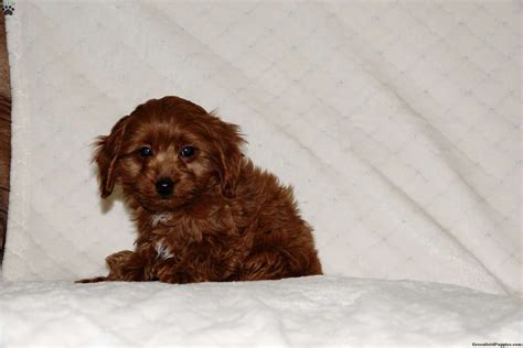 River Cockapoo Puppy For Sale In Ohio