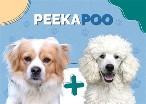 Doxiepoo Dachshund And Toy Poodle Mix Info Pictures And Traits Hepper