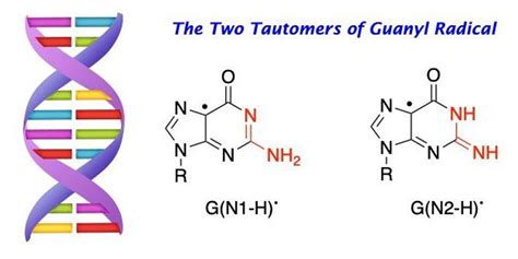 The Two Faces Of The Guanyl Radical Molecular Context And Behavior