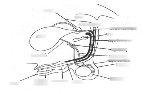 Diagram Of Male Reproduction Quizlet