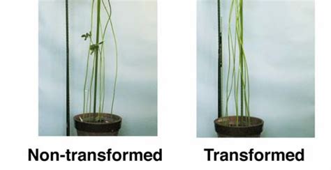 difference in phenotype between transformants generated by m 21 strain
