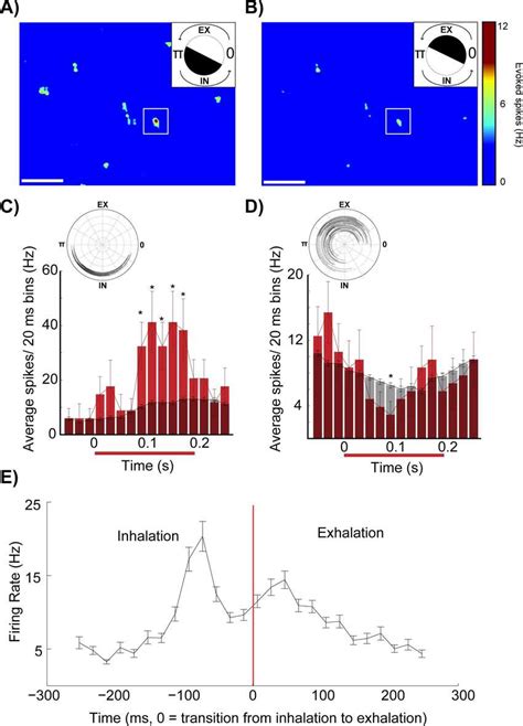 isolation of excitatory glomerular inputs in neurons with weak