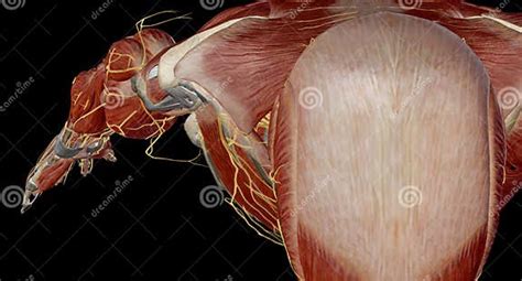 The Brachial Plexus Is The Network Of Nerves That Sends Signals From The Spinal Cord To The