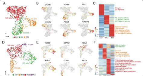 Cell Subclusters In Vascular Endothelial And Mural Cells A Umap Plot