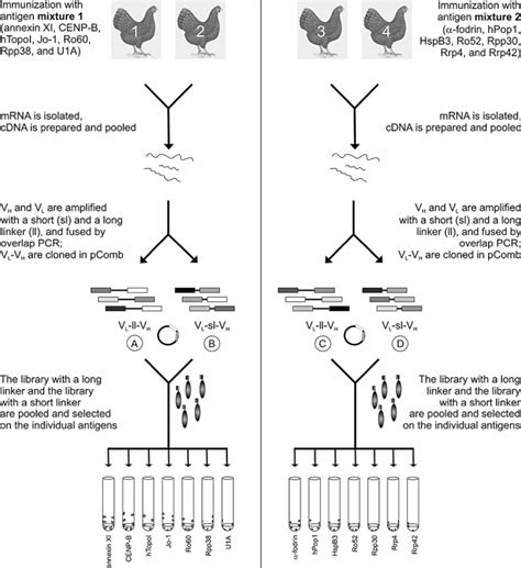 Multiple Antigen Immunization Of Chickens Facilitates The Generation Of Recombinant Antibodies
