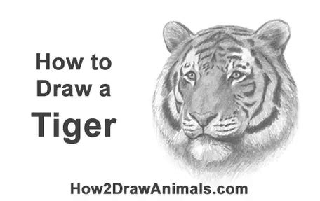 Draw a Tiger Head Рисование Уроки рисования