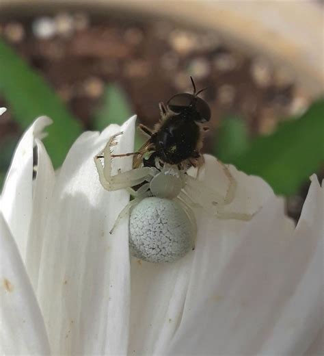 White Death Soider Spiders