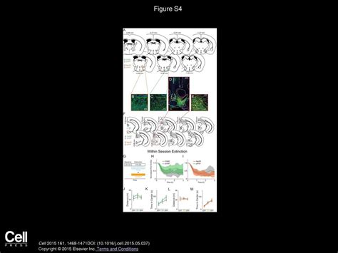 decoding neural circuits that control compulsive sucrose seeking ppt