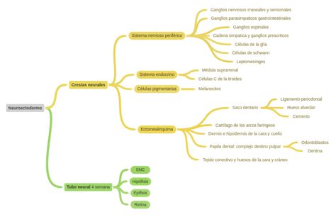 Neuroectodermo Coggle Diagram