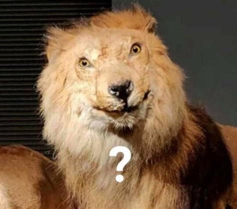 Mi Primo ¿me Das Yo Hago Como Que Me Estoy Enchilando Mi Primo