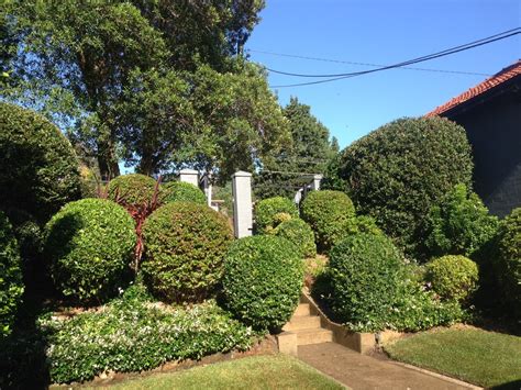 Cheap Tree Lopping Services Eastern Suburbs Sydney Amico