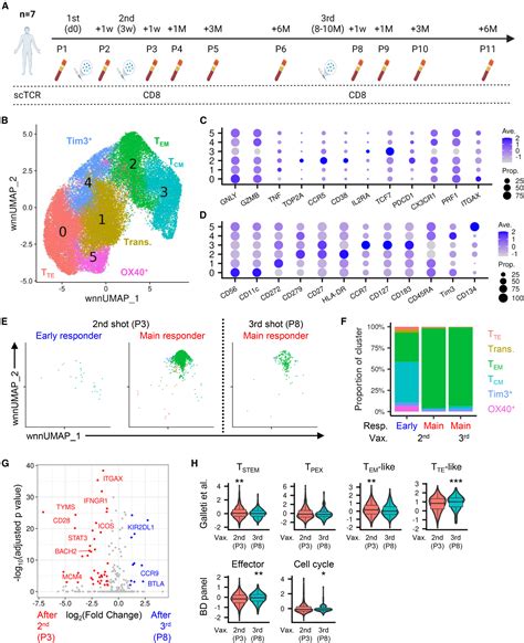 CD T Cell Memory Induced By Successive SARS CoV MRNA Vaccinations Is Characterized By Shifts