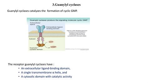 Pathways Of Intracellular Signal Transduction Pptx