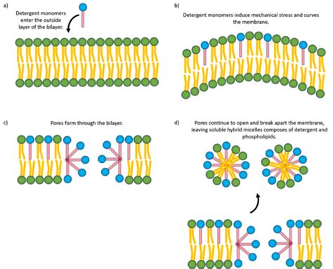How Do Detergents Dissolve Lipid Membranes