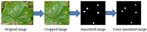 lightweight multi scale dilated u net for crop disease leaf image