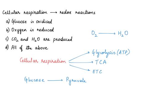 SOLVED Cellular Respiration Is A Series Of Redox Reactions In Cellular Respiration Glucose Is