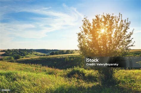 화창한 여름 장면입니다 태양 나무의 가지를 통해 빛나는입니다 해질녘 따뜻한 빛입니다 필드와 초원 위에 아름 다운 구름과 푸른 하늘 나무에 대한 스톡 사진 및 기타 이미지