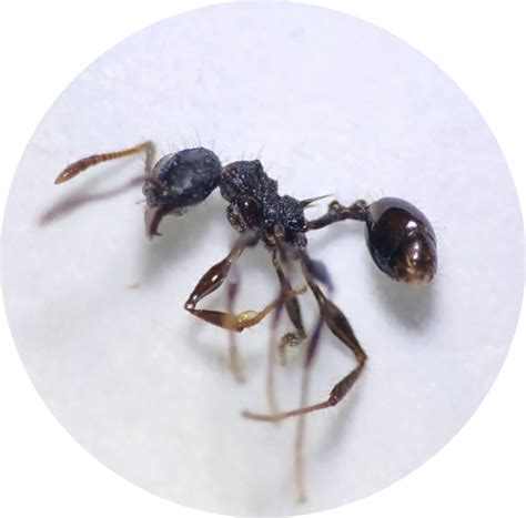 Pheidole Bufo From 8jg3 732 Orellana Ecuador On September 1 2017 At