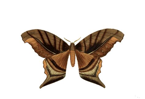 Transparency Transparent Gif WiffleGif