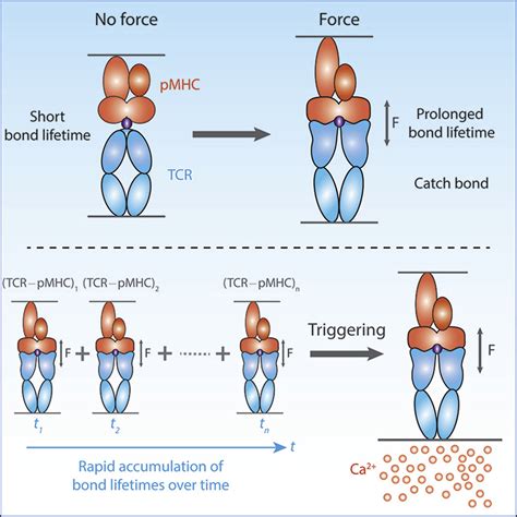 Accumulation Of Dynamic Catch Bonds Between Tcr And Agonist Peptide Mhc Triggers T Cell