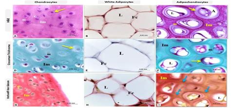 Chondrocytes Adipocytes And Adipochondrocytes Morphology In Adult