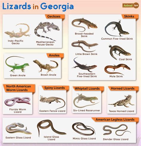 List Of Lizards Found In Florida Facts And Pictures