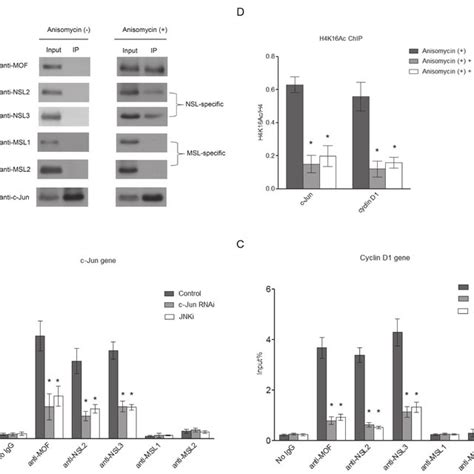 Nsl Complex Binds To C Jun Target Genes Upon C Jun Activation A Download Scientific Diagram