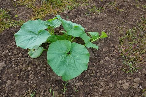 비옥 한 토양에서 자라는 어린 호박 식물 채소밭에서 자라는 호박 건강한 생활방식에 대한 스톡 사진 및 기타 이미지 건강한 생활방식 꽃 나무 꽃 식물 Istock