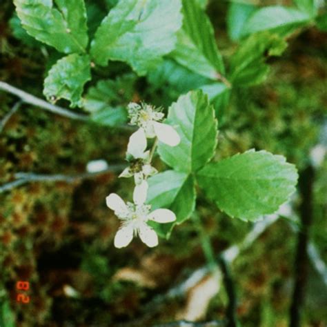 Running Blackberry Rubus Hispidus Plant Care And How To Grow Water