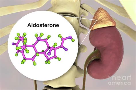 Aldosterone Structure