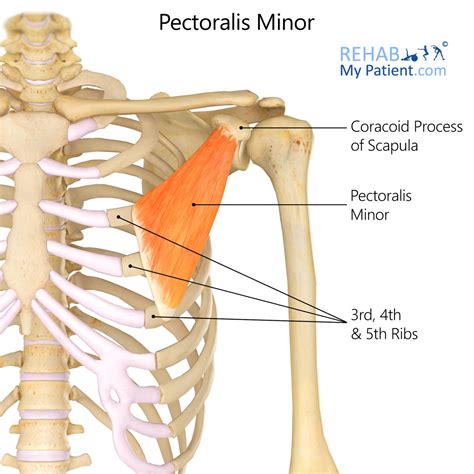 Pectoralis Minor