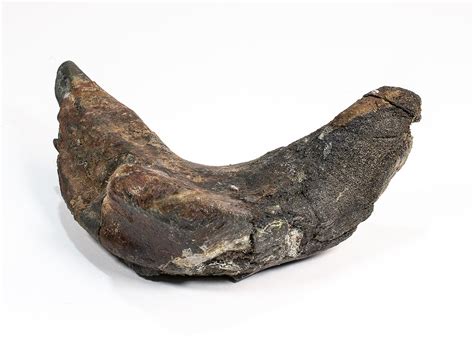 Giant Placoderm Dunkleosteus Terrelli The Natural Canvas