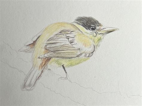 How To Draw A Realistic Bird In Colored Pencil Step By Step