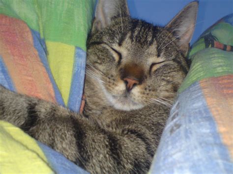 Cat 4 By Myshowata On Deviantart