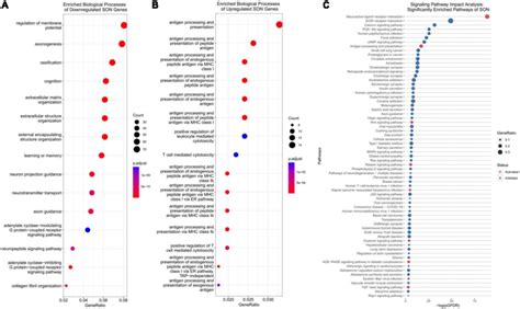 Functional Analysis Of DEGs A Functional Analysis Of Downregulated Download Scientific