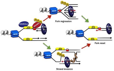 Replication Fork Stability Ciccialab