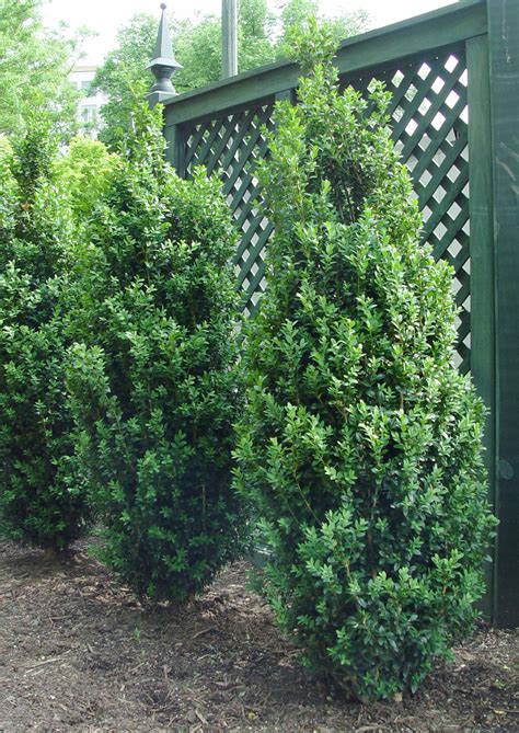 Buxus Sempervirens Fastigiata Caragh Nurseries