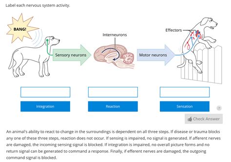 Why Is Animal Physiology Important At Dane Goodnight Blog