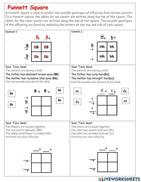 Punnett Square Worksheets Cross