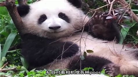 小花花到底犯什么错了？竟然被奶爸如此粗暴对待！哈哈，看完真的把我笑的不行了。大熊猫和花 熊猫花花 熊猫果赖 大熊猫 熊猫界顶流 youtube