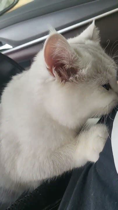 엄마찌찌꾹꾹이 우유 흔들리는 차안에서 Youtube