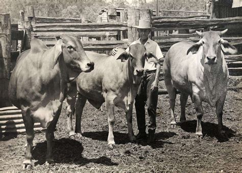 History Australian Brahman Breeders Association