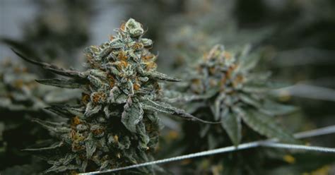 Perpetual Cannabis Grows: A Comprehensive Guide - SESSION MODE