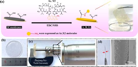 Figure 1 From Actinomycin X2 Immobilized Silk Fibroin Film With