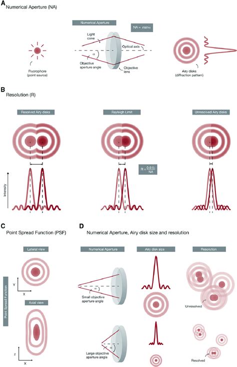 Numerical Aperture Na Airy Disks And Image Resolution A