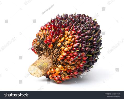 Oil Palm Fruit Bunch My Destiny To Introduce Oil Palm As A Plantation