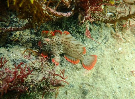 Race To Save Red Handfish In Tasmania 360 On History