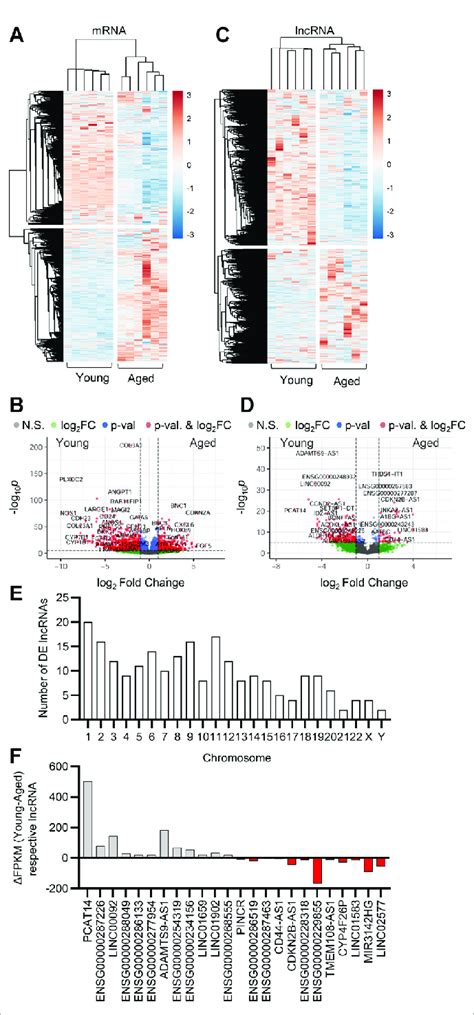 Effect Of Aging On Endothelial Cell Transcriptome Bulk Rnasequencing Download Scientific
