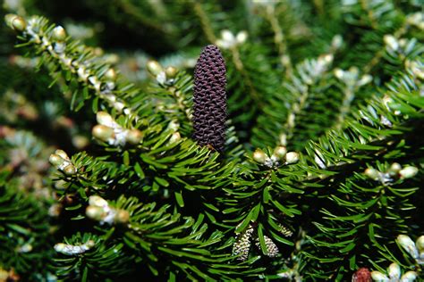 1280x720 Wallpaper Green And Brown Pine Cone Peakpx