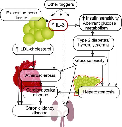 Interleukin 6 In Cardiometabolic Disorders Download Scientific Diagram